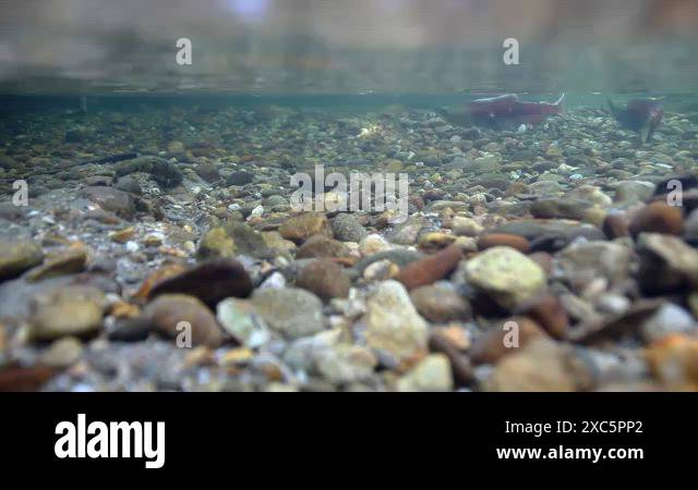Underwater view of Sockeye Salmon, having turned red at the end of ...