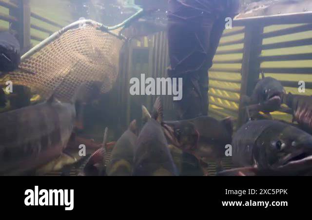Fish pen Stock Videos & Footage - HD and 4K Video Clips - Alamy