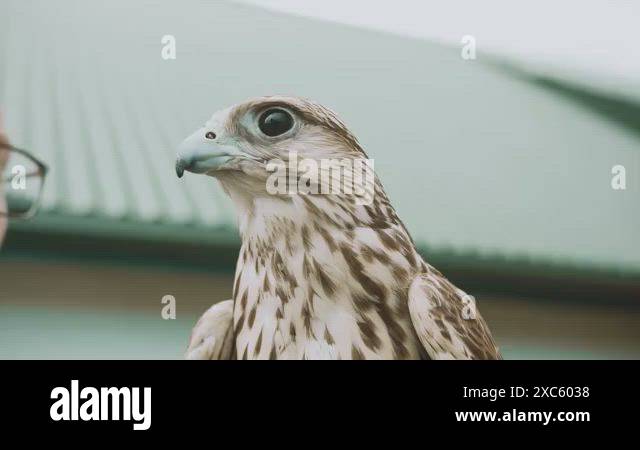 Predator prevention Stock Videos & Footage - HD and 4K Video Clips - Alamy