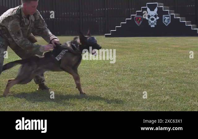 2020 374th Security Forces Squadron K-9 unit handlers and dogs perform ...