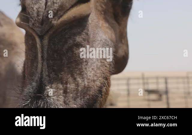 Camelidae family Stock Videos & Footage - HD and 4K Video Clips - Alamy