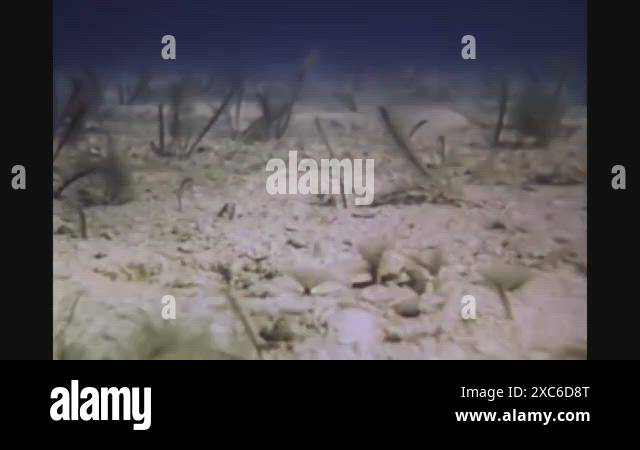 US - 1954 - in this documentary, a gobi fish's habitat is shown ...