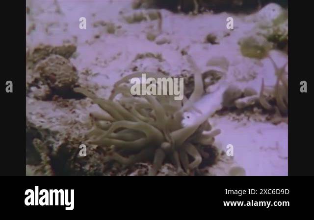 US - 1954 - in this documentary, a fish is stuck in a sea anemone's ...