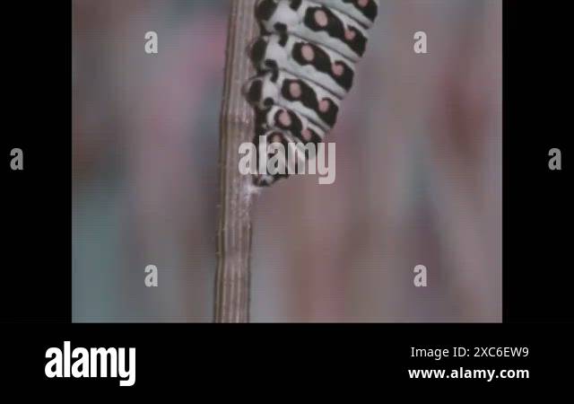 Butterfly cocoons at the gardens Stock Videos & Footage - HD and 4K ...