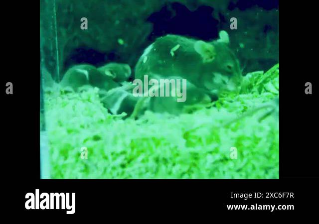 US - 1989 - in this documentary, several animals are shown in their ...