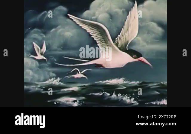 1949 - Animation is used to show an arctic tern flying around the globe ...
