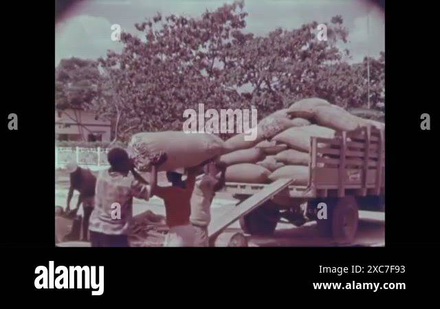 Oil palm congo basin Stock Videos & Footage - HD and 4K Video Clips - Alamy