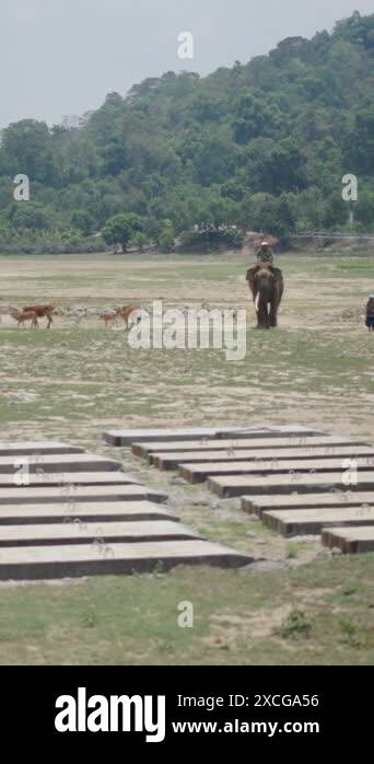 Vietnamese boy riding cow Stock Videos & Footage - HD and 4K Video ...