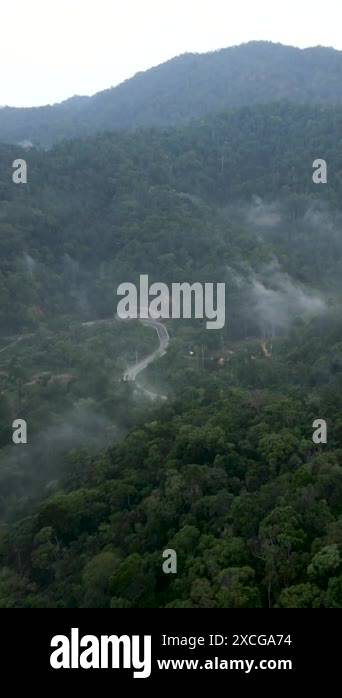 drone flying over the thick jungle above the cart and the forest on a ...