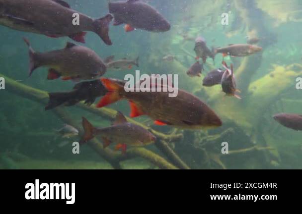 River freshwater fish in the river swims underwater Stock Video Footage ...