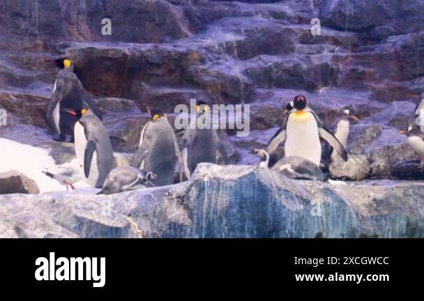 Emperor penguin in zoo Stock Videos & Footage - HD and 4K Video Clips ...