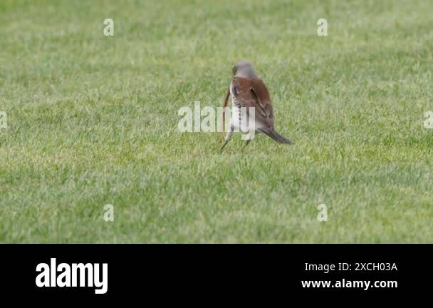 Bird eating an earthworm Stock Videos & Footage - HD and 4K Video Clips ...
