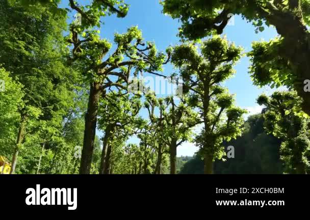 Ardenne forest Stock Videos & Footage - HD and 4K Video Clips - Alamy