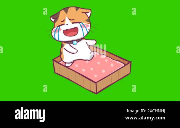Falling cat sequence Stock Videos & Footage - HD and 4K Video Clips - Alamy