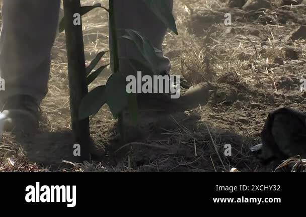 Planting avocado tree Stock Videos & Footage - HD and 4K Video Clips ...