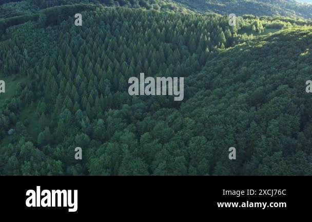 Conifer stand Stock Videos & Footage - HD and 4K Video Clips - Alamy