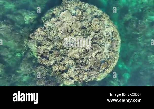 Porites australia Stock Videos & Footage - HD and 4K Video Clips - Alamy