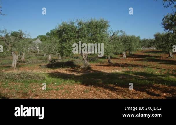 Italian orchard Stock Videos & Footage - HD and 4K Video Clips - Alamy