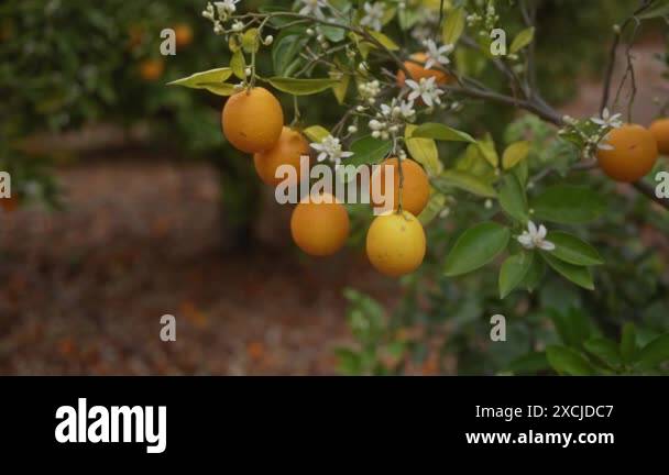 Tree growth cycle natural farming Stock Videos & Footage - HD and 4K ...