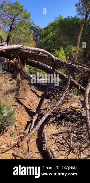 Hiking trail to Colgante bridge (Puente Colgante El Saltillo) over ...