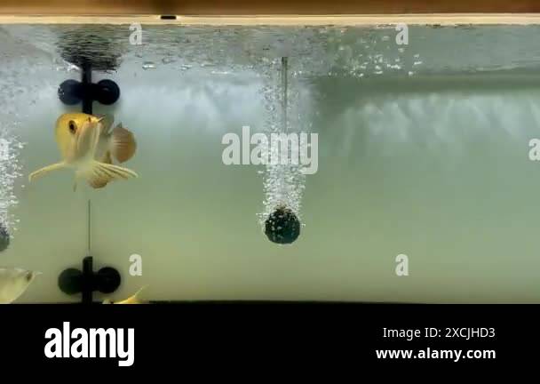 Baby pet fish Stock Videos & Footage - HD and 4K Video Clips - Alamy