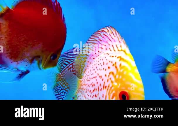 4K This clip features brightly colored discus fish swimming in an ...