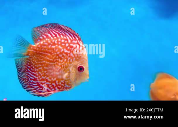 4K This clip features brightly colored discus fish swimming in an ...