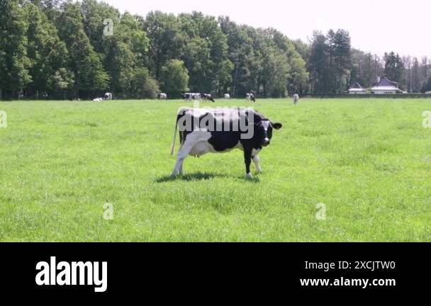 Holstein friesian cow dairy Stock Videos & Footage - HD and 4K Video ...
