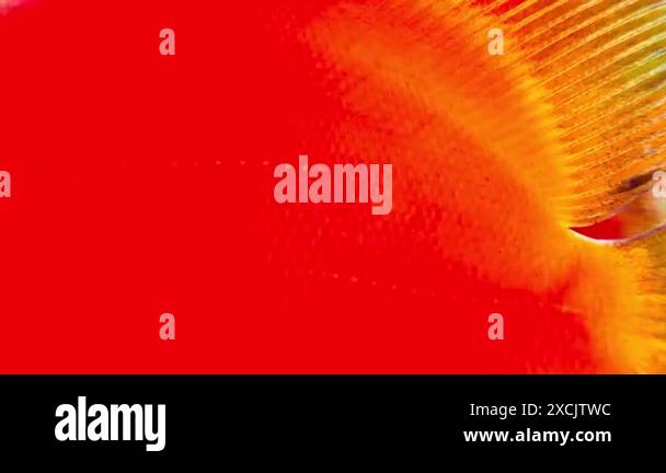 4K This clip features brightly colored discus fish swimming in an ...