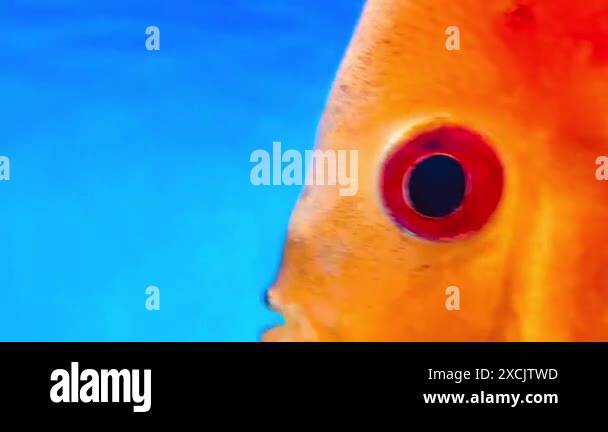 4K This clip features brightly colored discus fish swimming in an ...