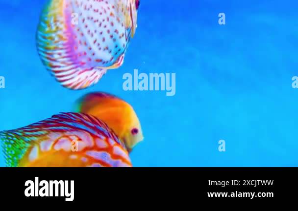 4K This clip features brightly colored discus fish swimming in an ...