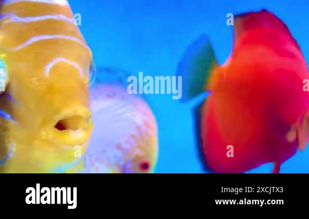 4K This clip features brightly colored discus fish swimming in an ...
