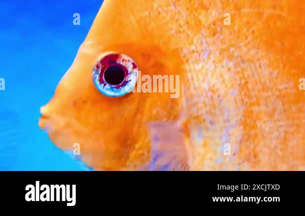 4K This clip features brightly colored discus fish swimming in an ...