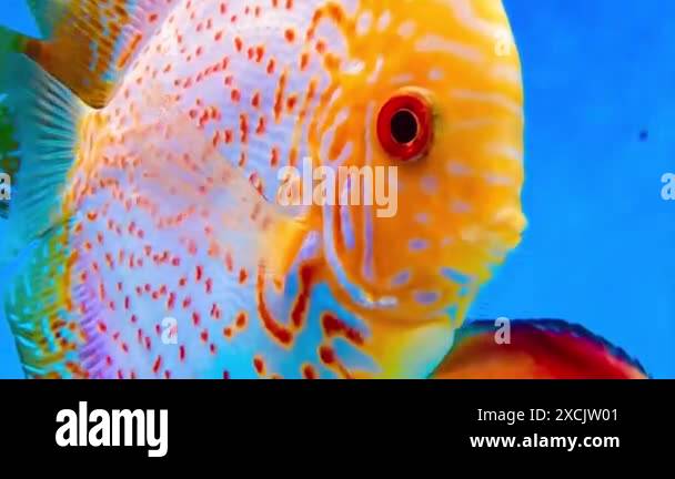 4K This clip features brightly colored discus fish swimming in an ...