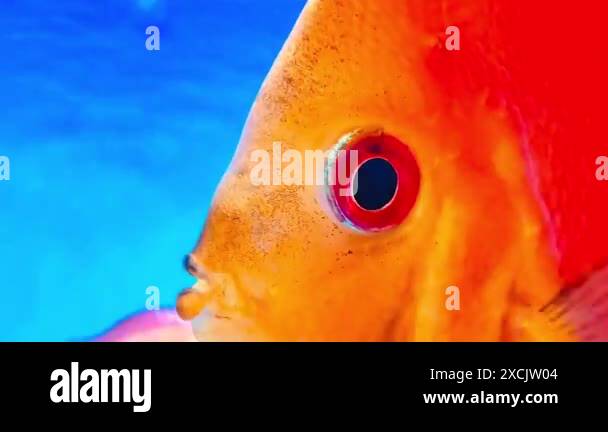 4K This clip features brightly colored discus fish swimming in an ...