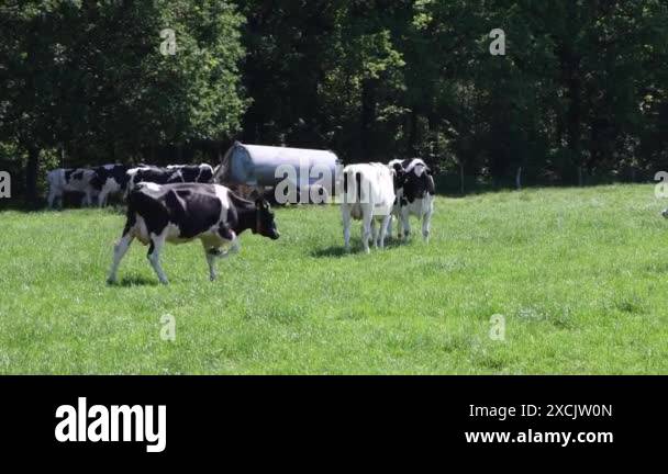 Large herd of Black and white Holstein Friesian cows in Belgium grazing ...
