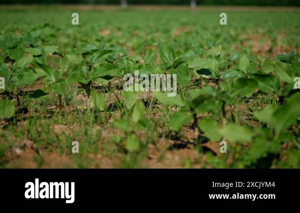 Vibrant green soybean plants flourish in a well-maintained agricultural ...