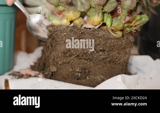 Various Types Of Succulents And Cacti Growing In One Pot, Close-Up Of A ...