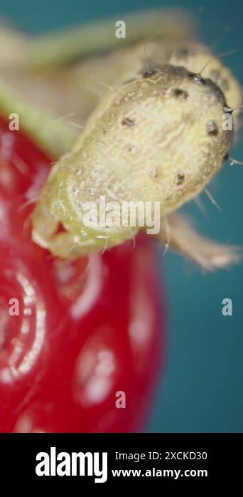 Caterpillar Eating a Strawberry and Pooping Green Droppings, Macro ...