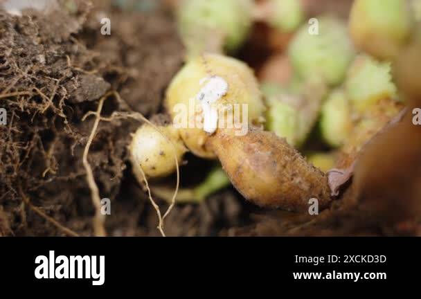 Oozing cut Stock Videos & Footage - HD and 4K Video Clips - Alamy