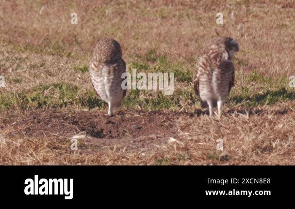 Video of owls in its cave. Viscachero owl. Owl. Pampas owl. Cunicular ...