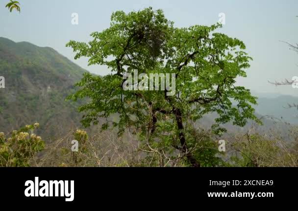 Footage of Cercis siliquastrum, the Judas tree, in Uttarakhand forest ...