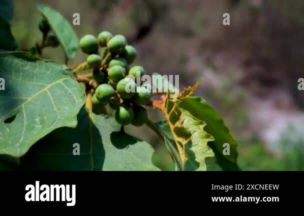 Solanum torvum, also known as pendejera, turkey berry in the himalayan ...