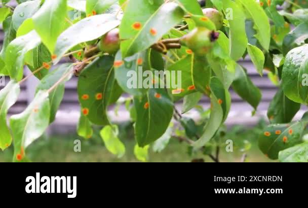 Pear tree disease Stock Videos & Footage - HD and 4K Video Clips - Alamy
