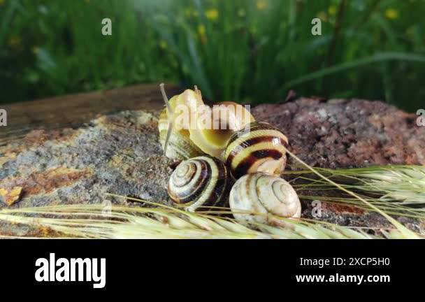 yellow brown snails. Couple of grape snail slowly creeping on wet ...