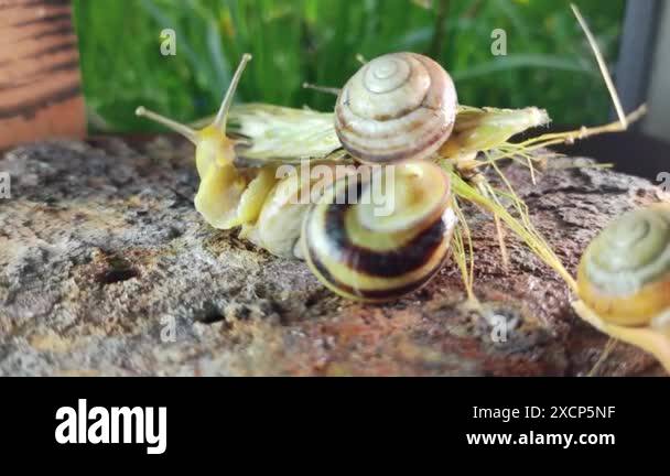 yellow brown snails. Couple of grape snail slowly creeping on wet ...
