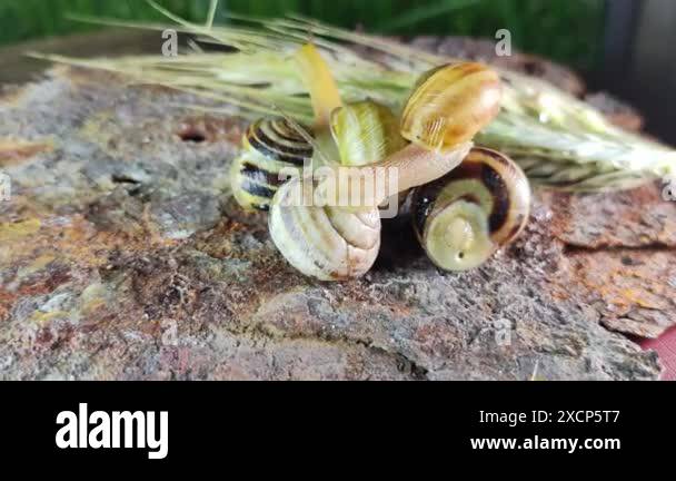 yellow brown snails. Couple of grape snail slowly creeping on wet ...