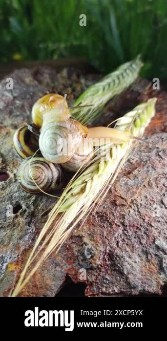 yellow brown snails. Couple of grape snail slowly creeping on wet ...