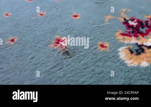 Carpet spider Stock Videos & Footage - HD and 4K Video Clips - Alamy