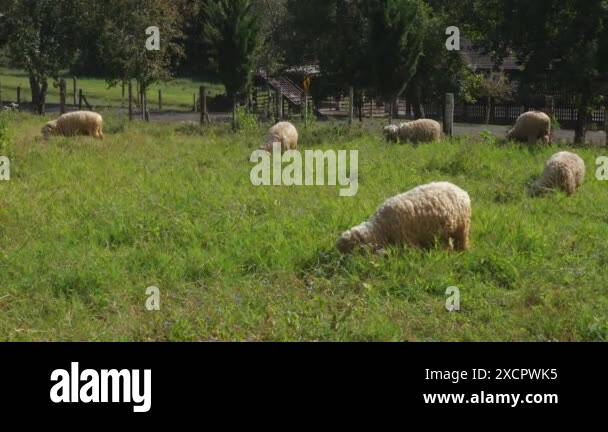 Group sheep on rural Stock Videos & Footage - HD and 4K Video Clips - Alamy